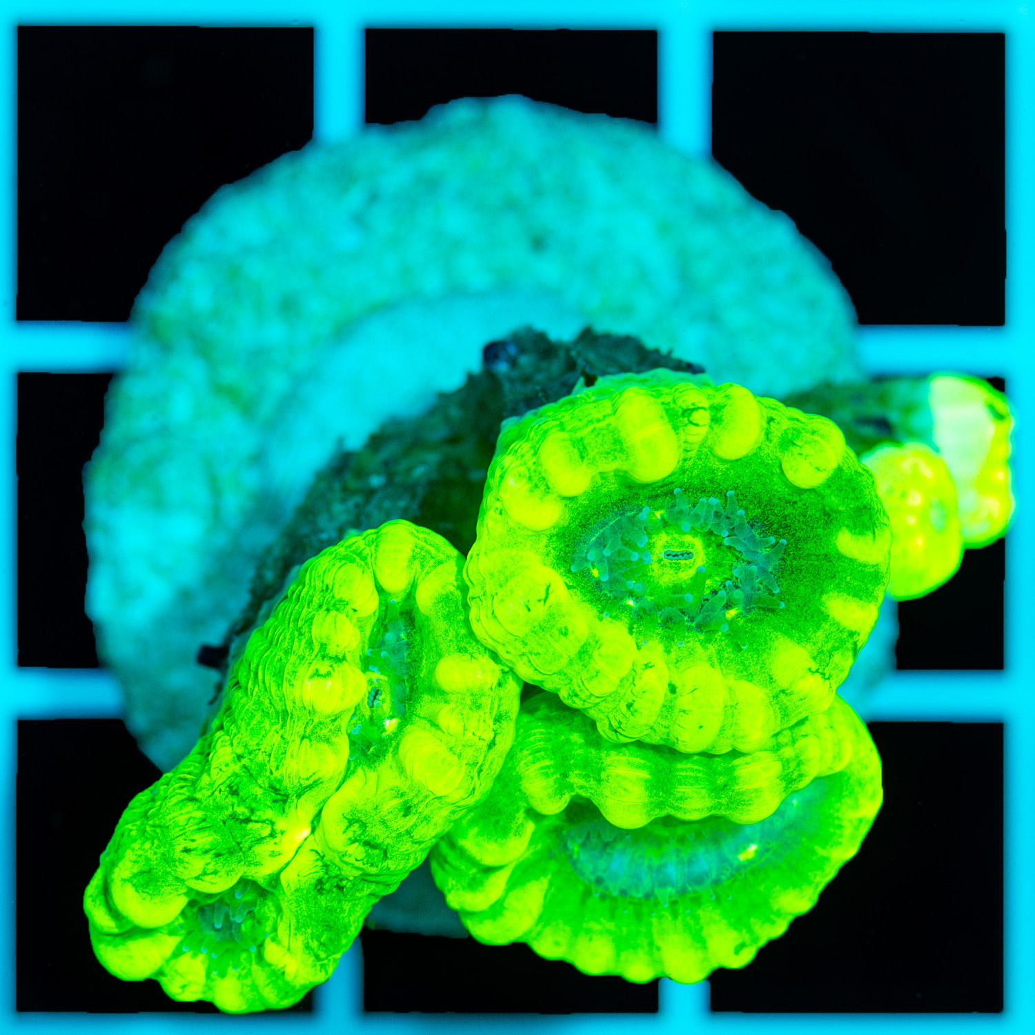 Caulastrea spp. | Sklep eRybka.pl - akwarystyka morska