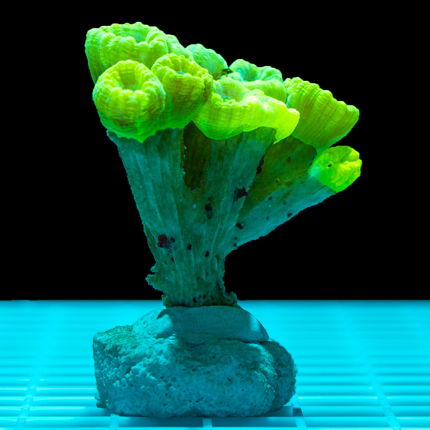 Caulastrea spp. | Sklep eRybka.pl - akwarystyka morska