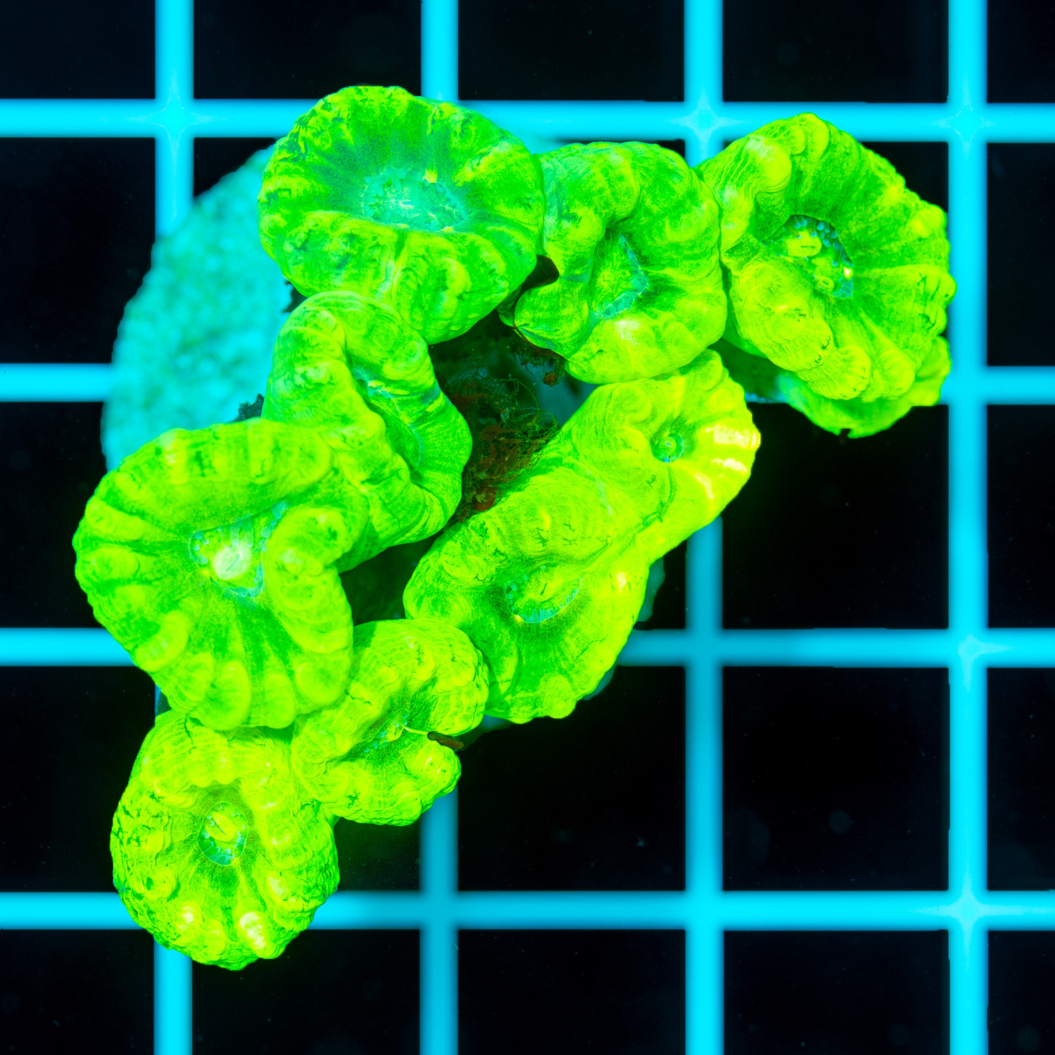 Caulastrea spp. | Sklep eRybka.pl - akwarystyka morska