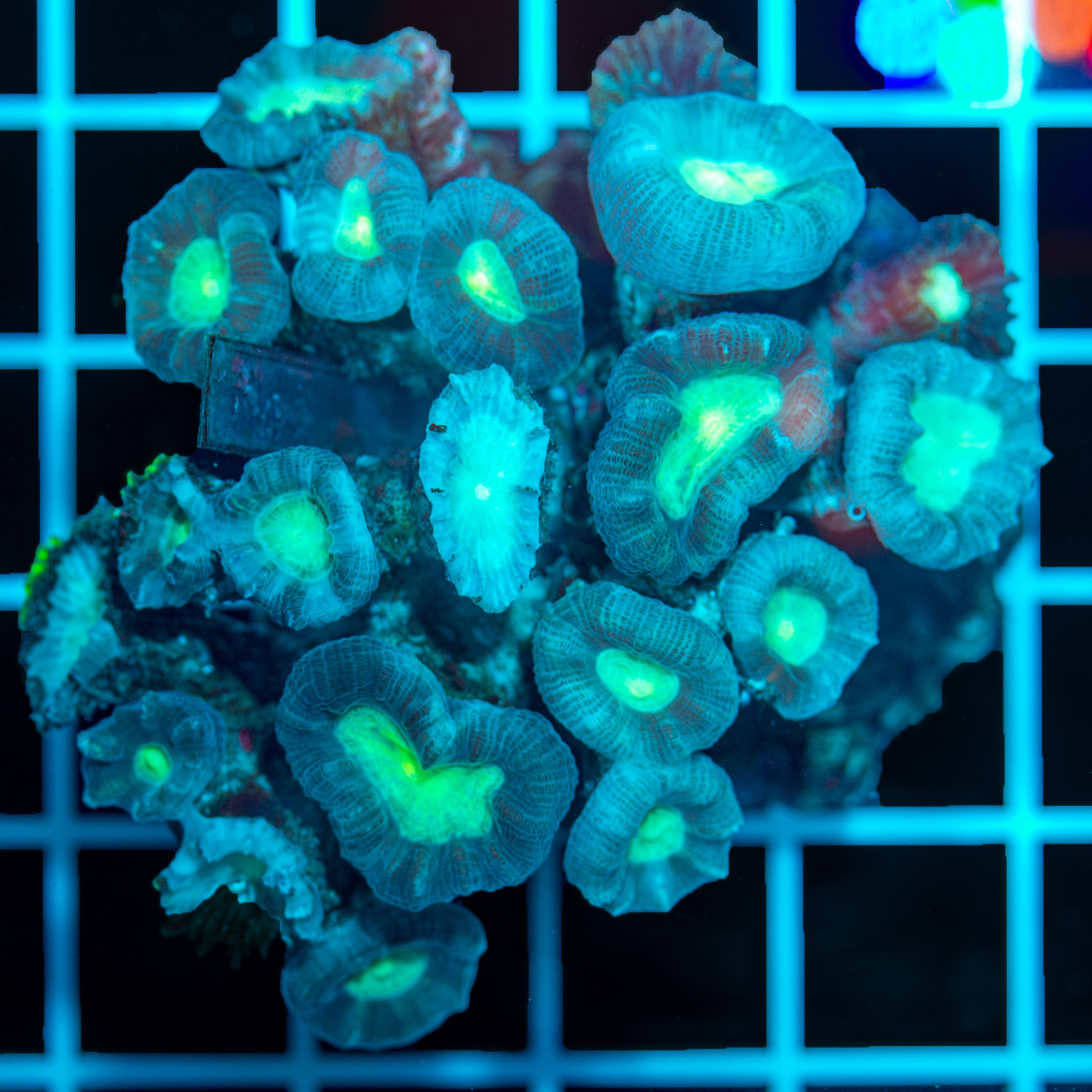 Caulastrea spp. | Sklep eRybka.pl - akwarystyka morska