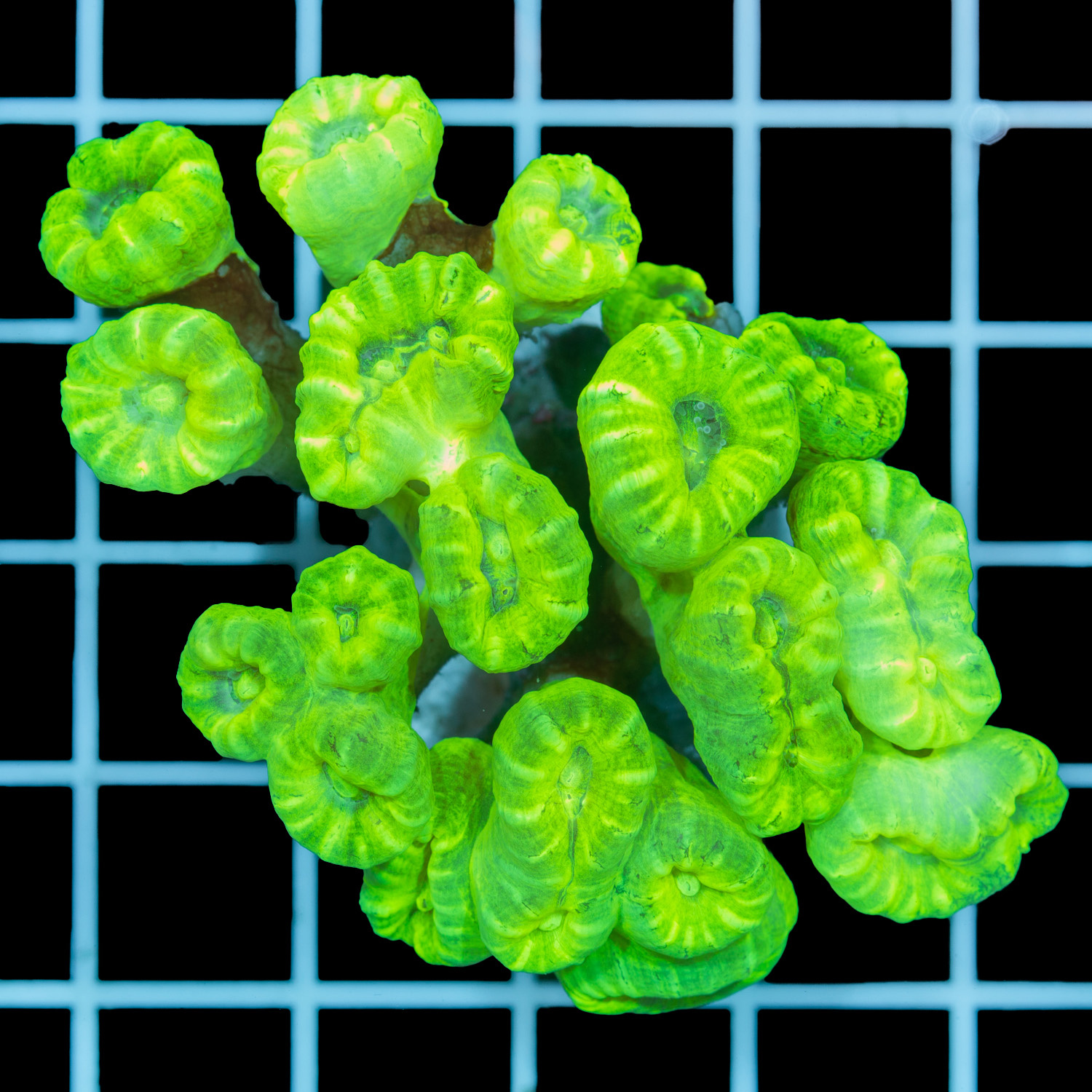 Caulastrea spp. | Sklep eRybka.pl - akwarystyka morska