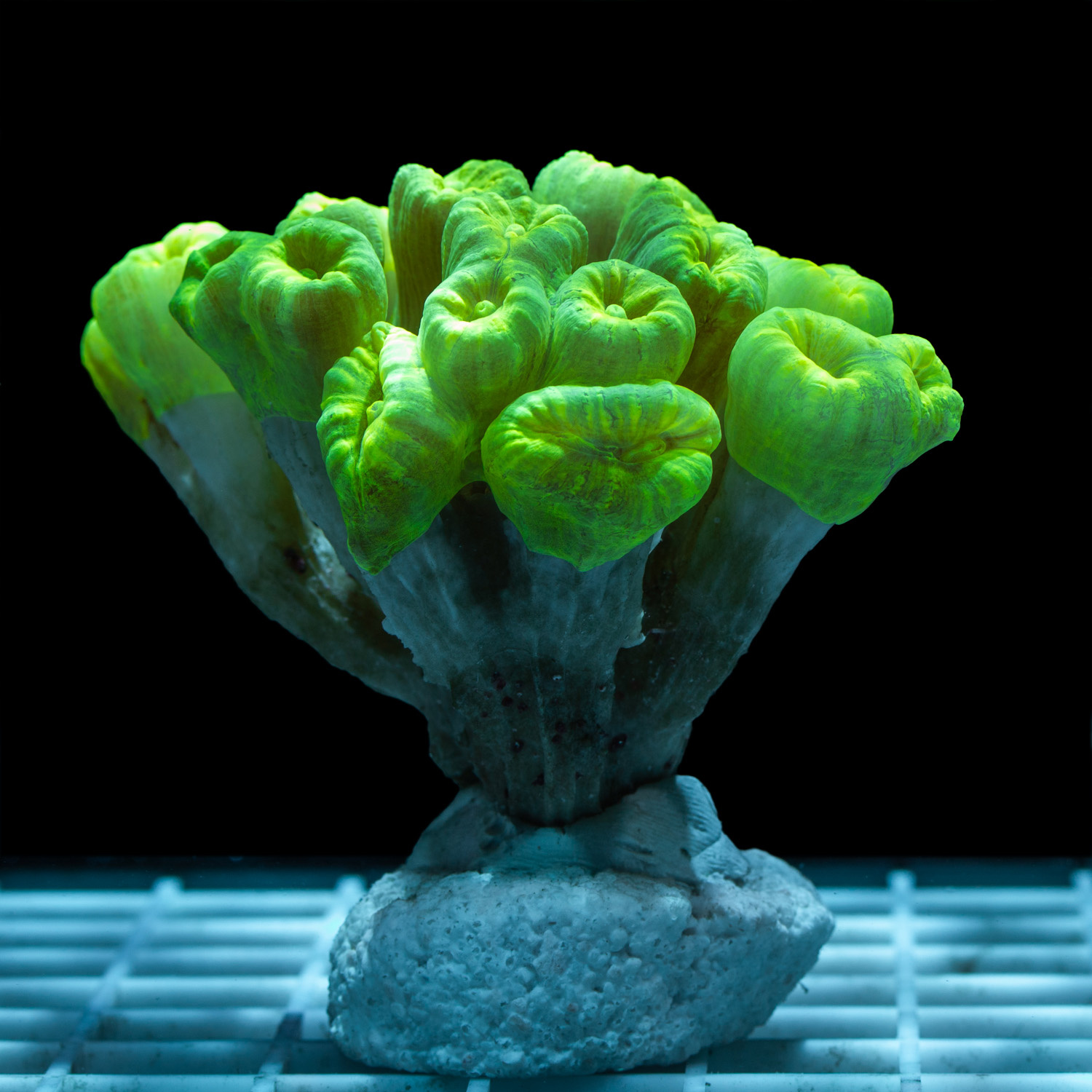 Caulastrea spp. | Sklep eRybka.pl - akwarystyka morska