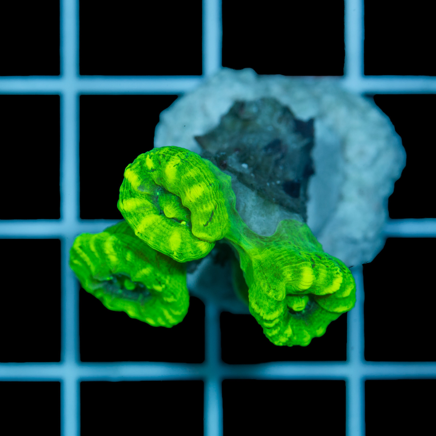 Caulastrea spp. | Sklep eRybka.pl - akwarystyka morska