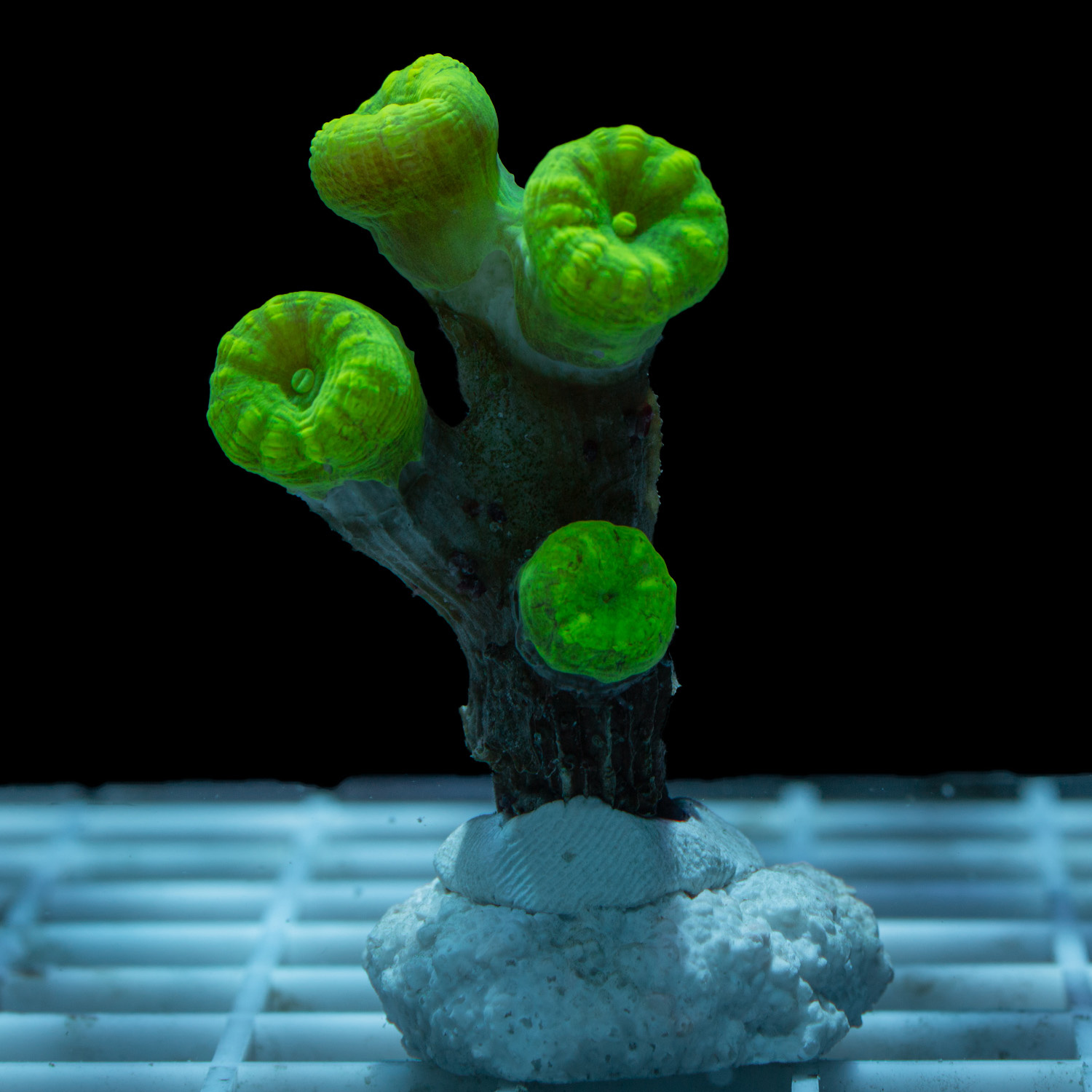 Caulastrea spp. | Sklep eRybka.pl - akwarystyka morska