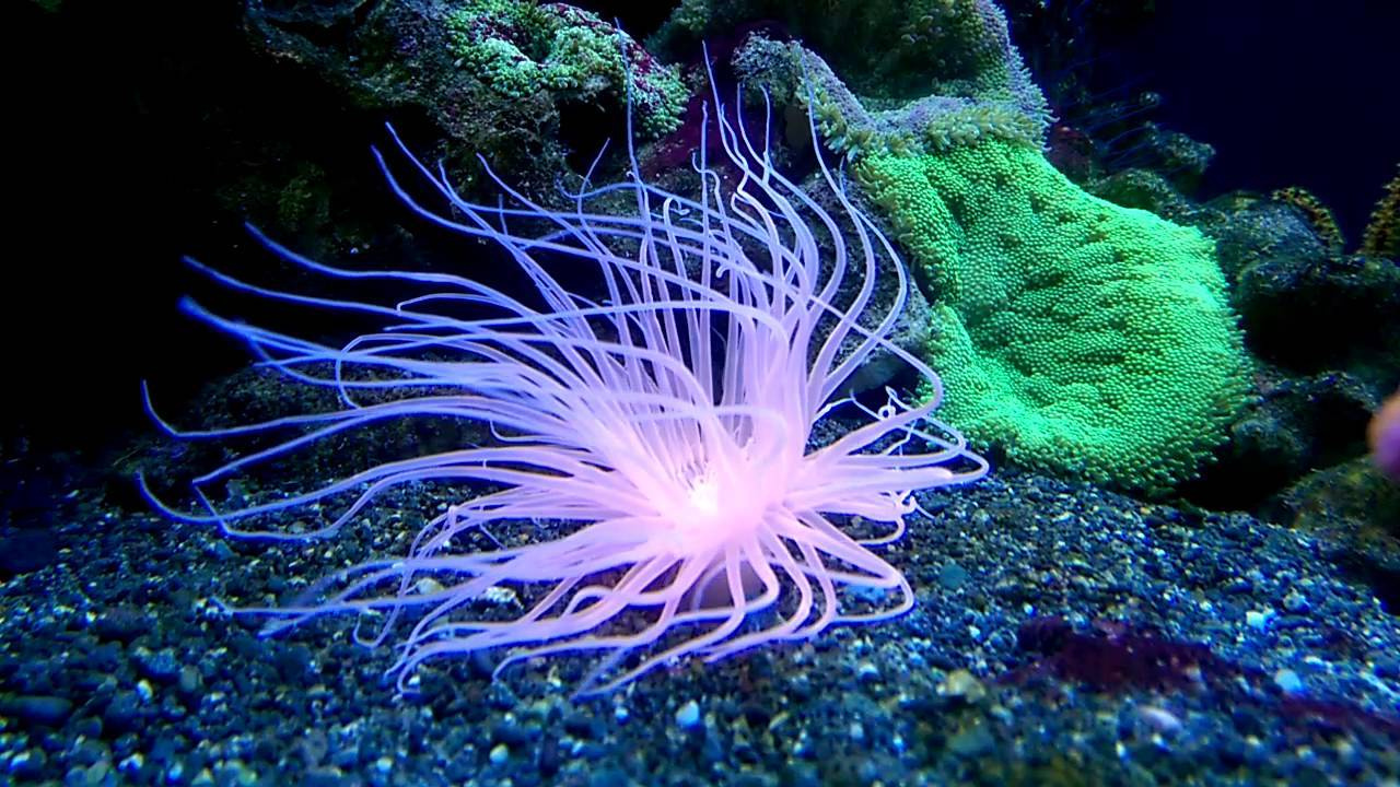 Cerianthus spp. Szorstnik M | Sklep eRybka.pl - akwarystyka morska