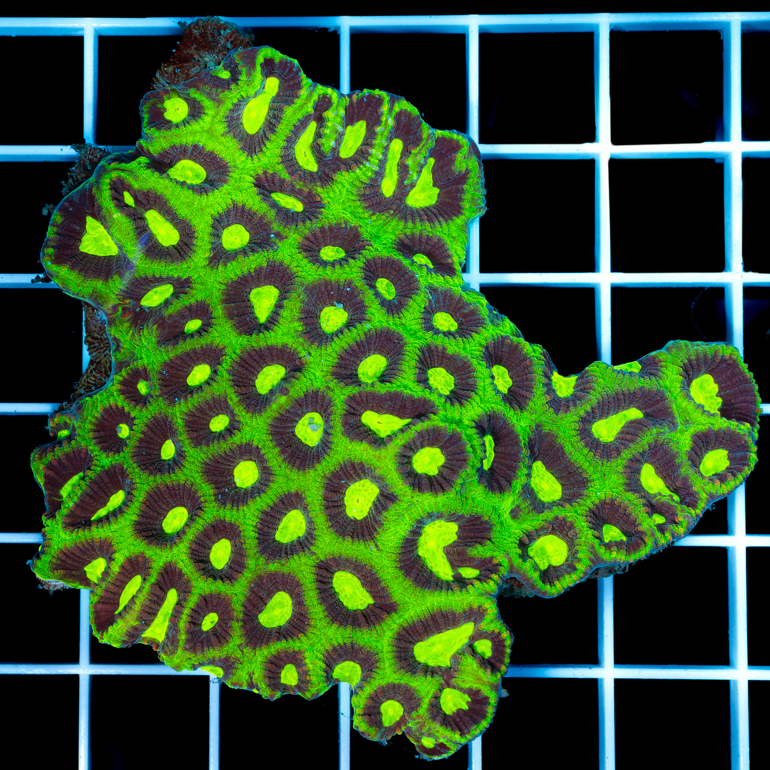 Favia/Favites spp | Sklep eRybka.pl - akwarystyka morska