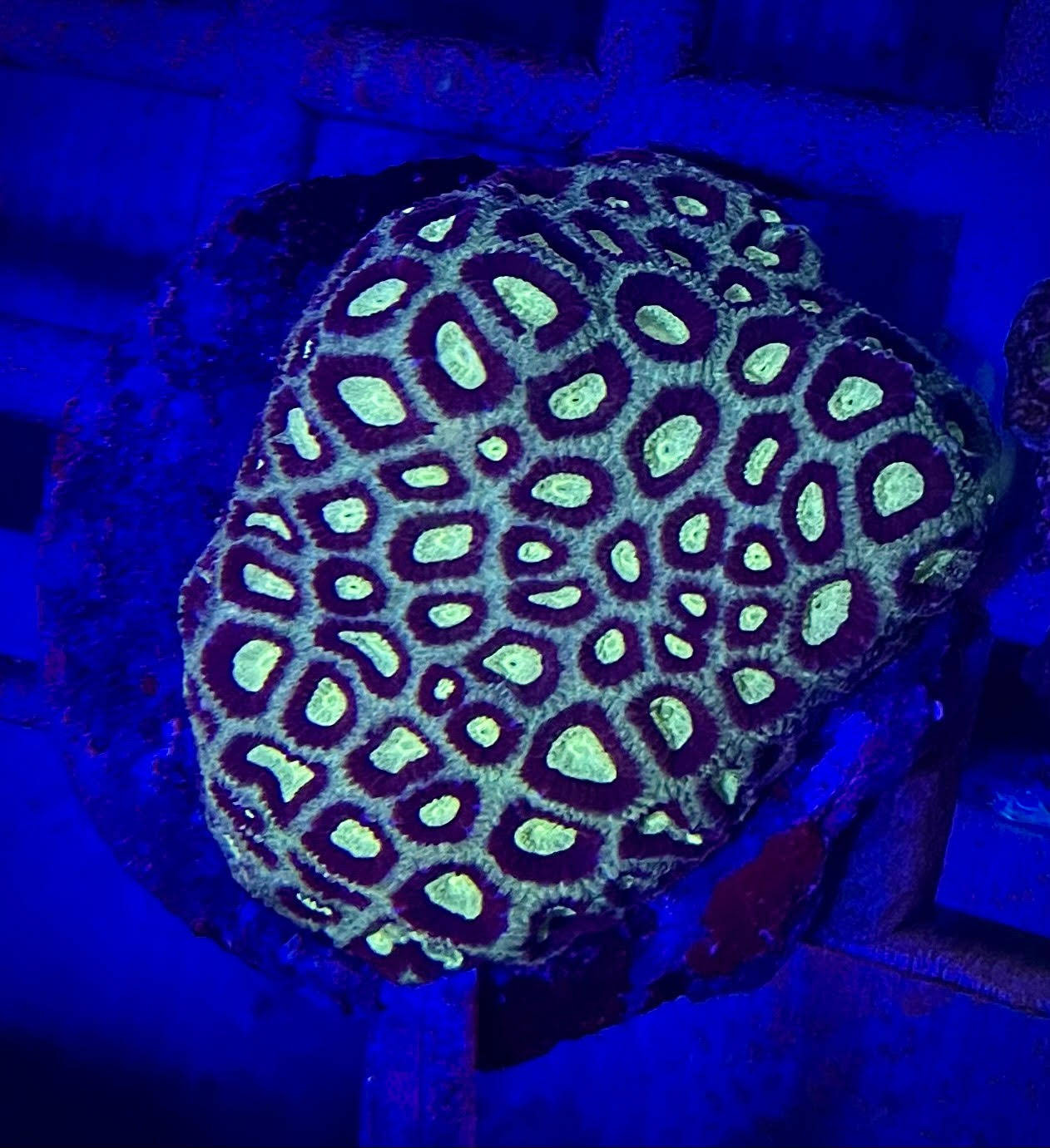 Favia spp | Sklep eRybka.pl - akwarystyka morska