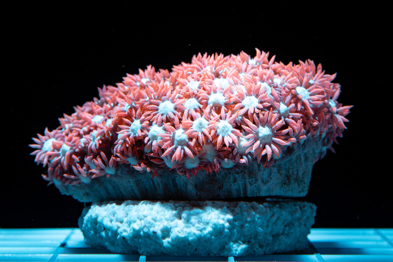 Goniopora spp. | Sklep eRybka.pl - akwarystyka morska