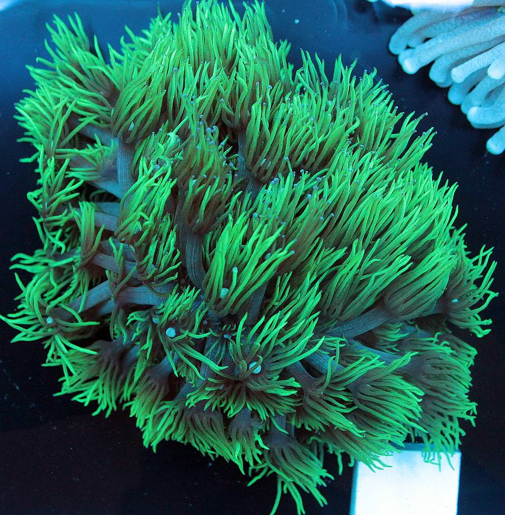 Goniopora spp. AUS | Sklep eRybka.pl - akwarystyka morska