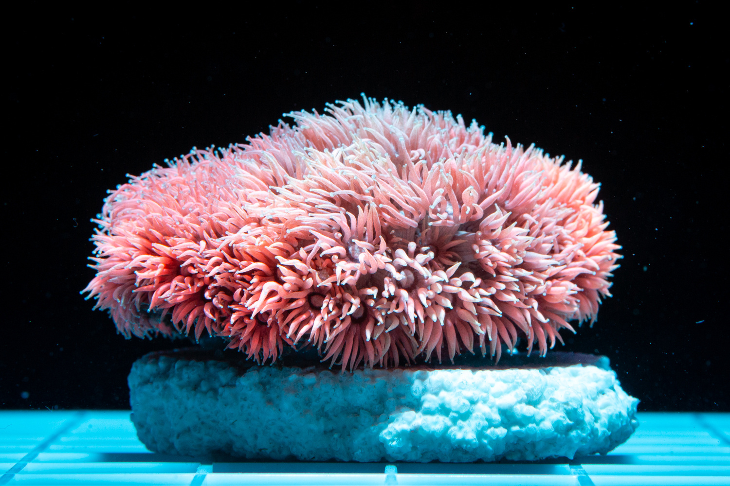 Goniopora spp. różowa | Sklep eRybka.pl - akwarystyka morska