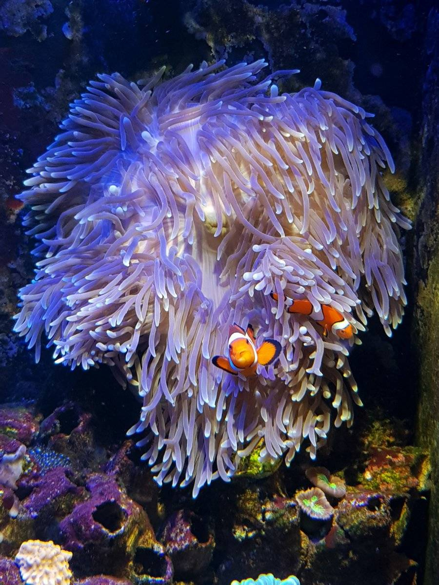 Heteractis magnifica M | Sklep eRybka.pl - akwarystyka morska