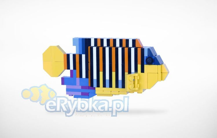 Lego Regal Angelfish | Sklep eRybka.pl - akwarystyka morska