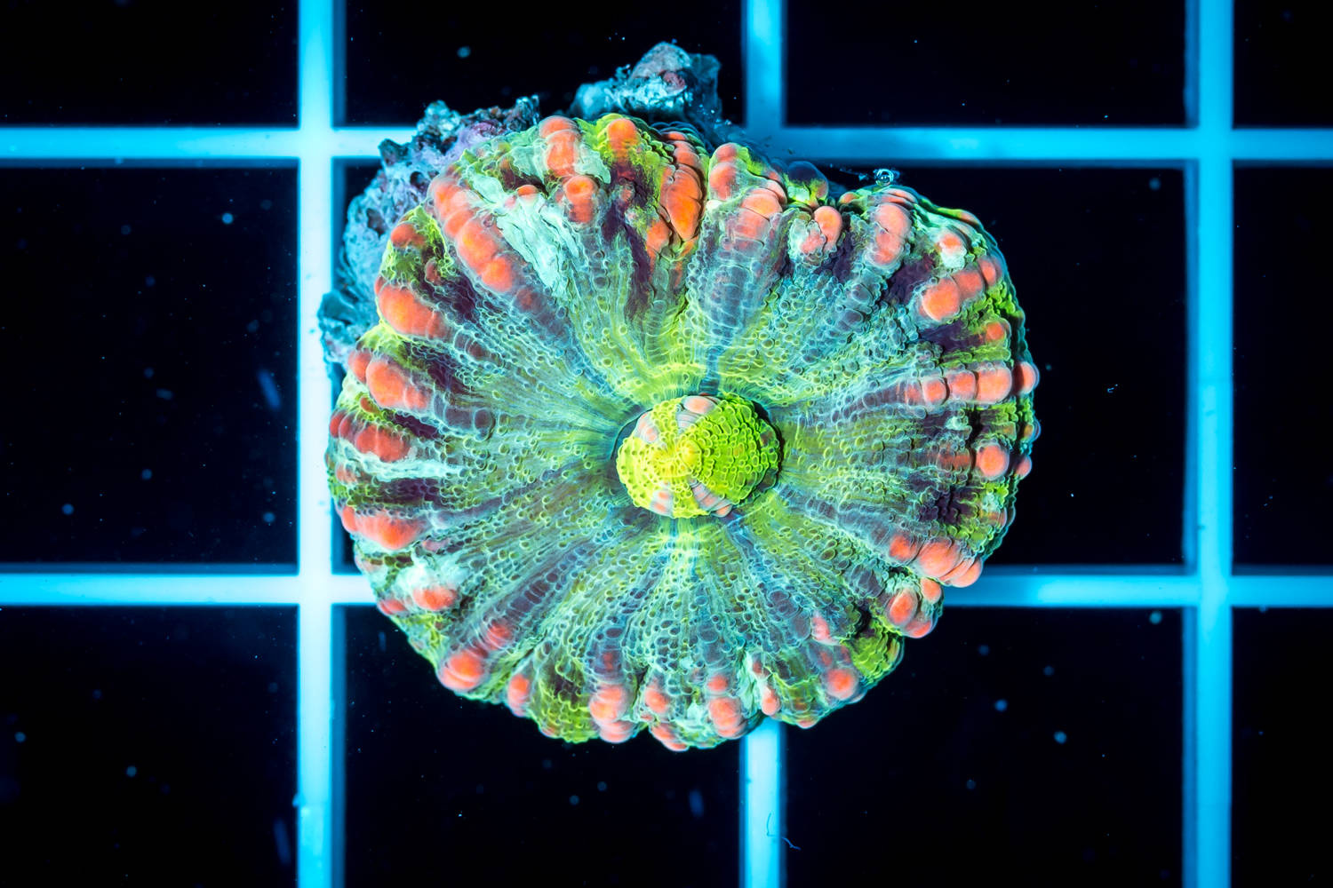 Mini Scolymia spp | Sklep eRybka.pl - akwarystyka morska