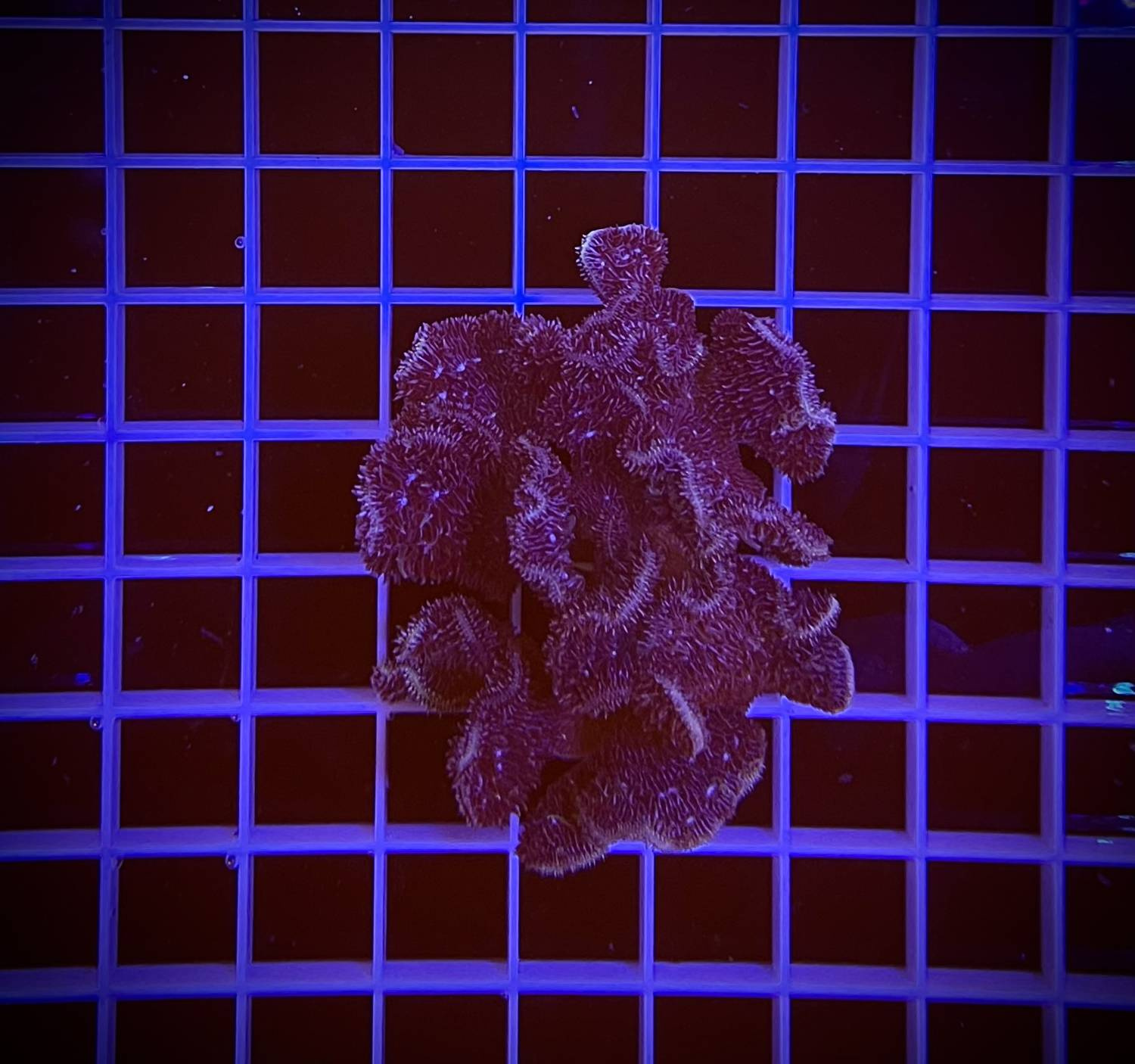 Pavona spp. | Sklep eRybka.pl - akwarystyka morska