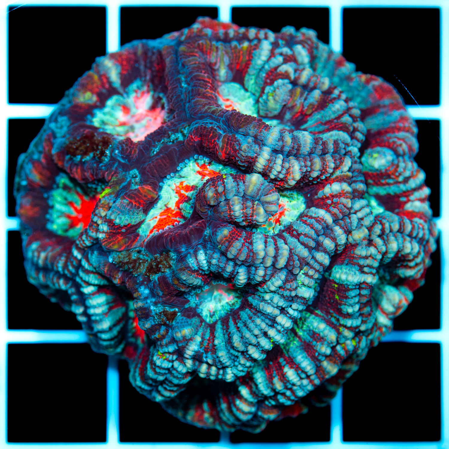 Symphyllia spp. | Sklep eRybka.pl - akwarystyka morska