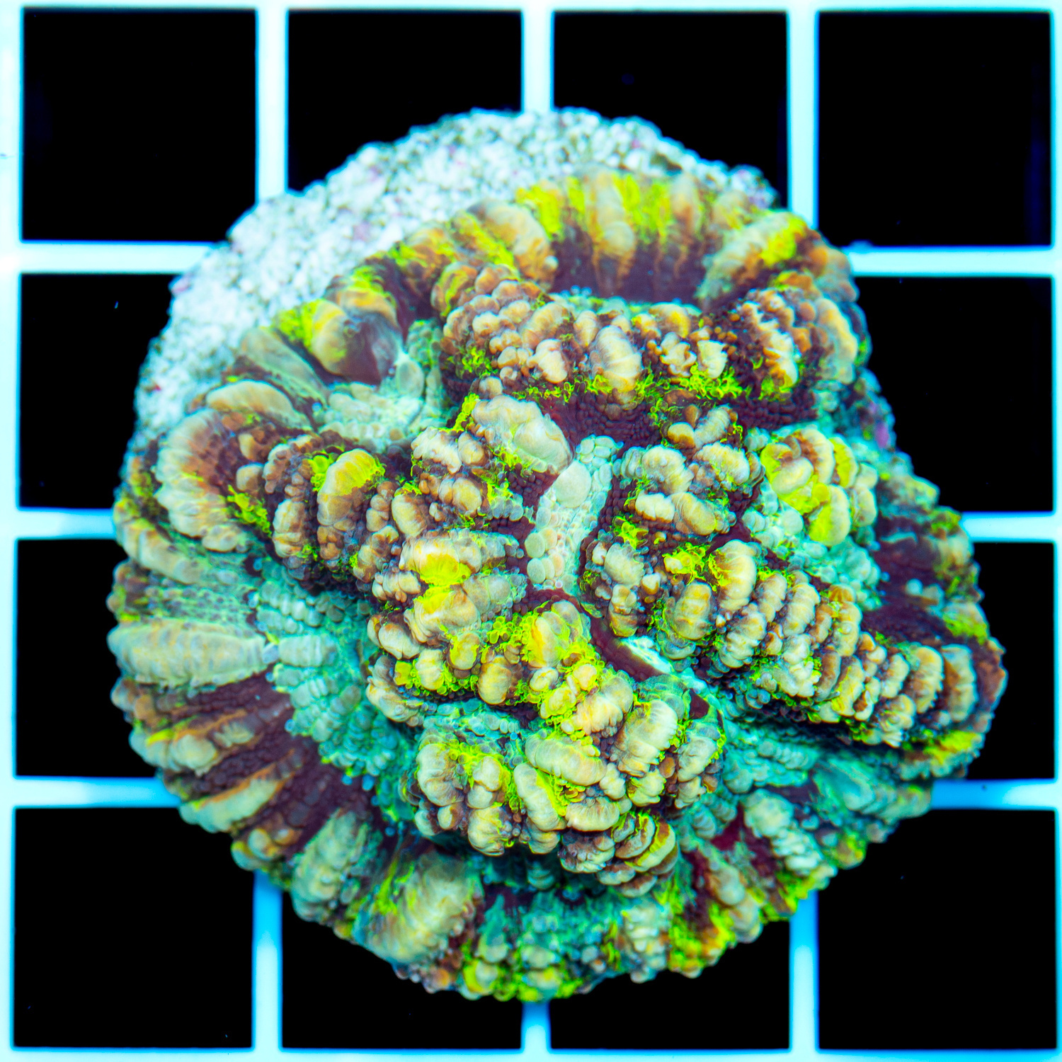 Symphyllia spp. | Sklep eRybka.pl - akwarystyka morska