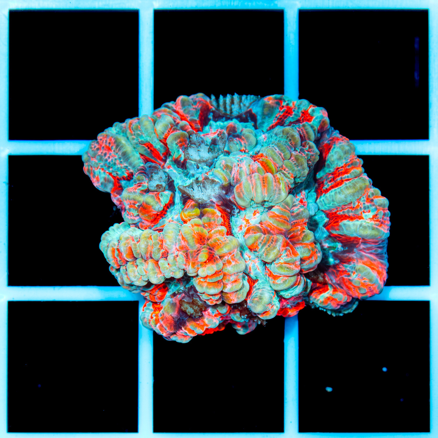 Symphyllia spp. | Sklep eRybka.pl - akwarystyka morska