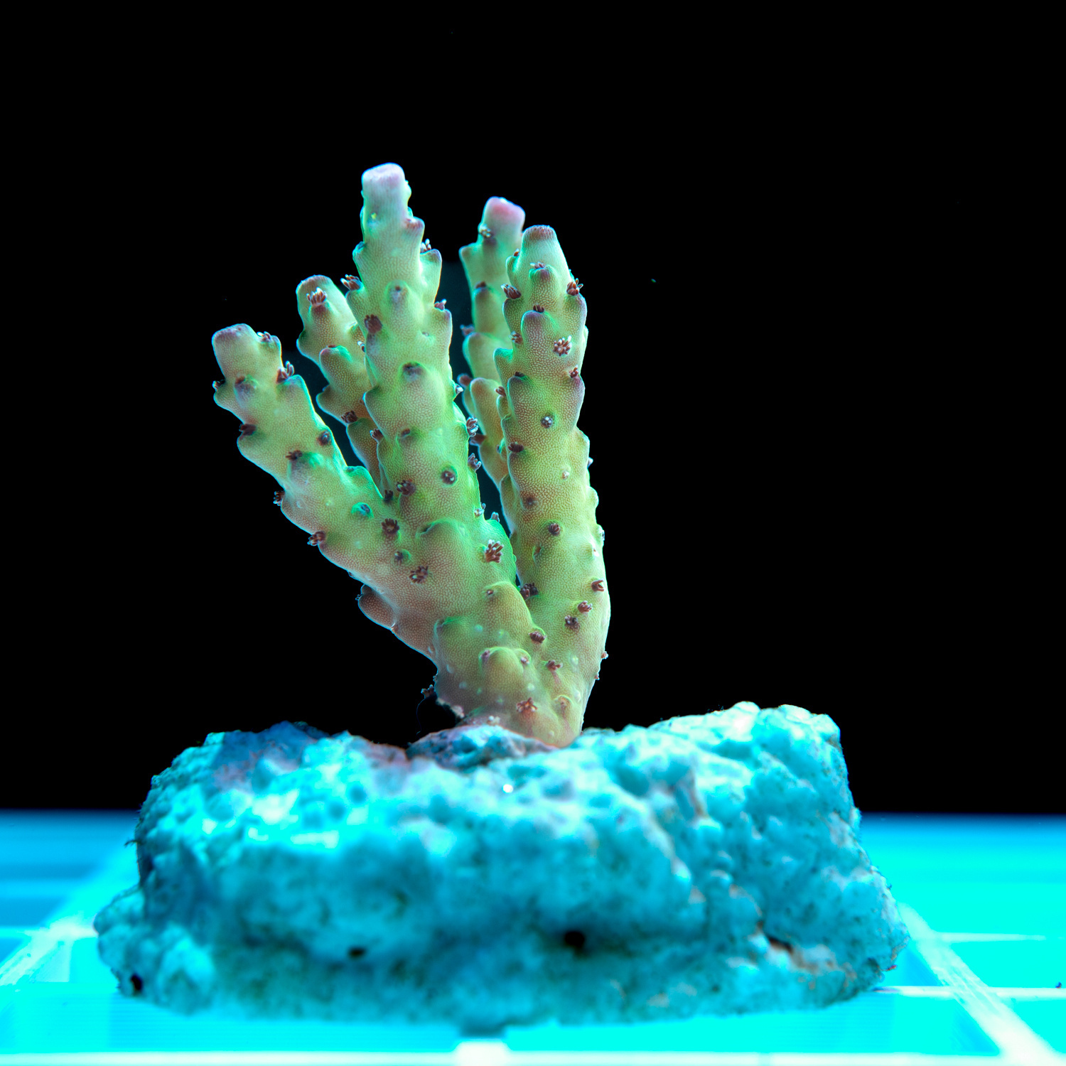 Szczepka Acropora sp. AUSTRALIA | Sklep eRybka.pl - akwarystyka morska