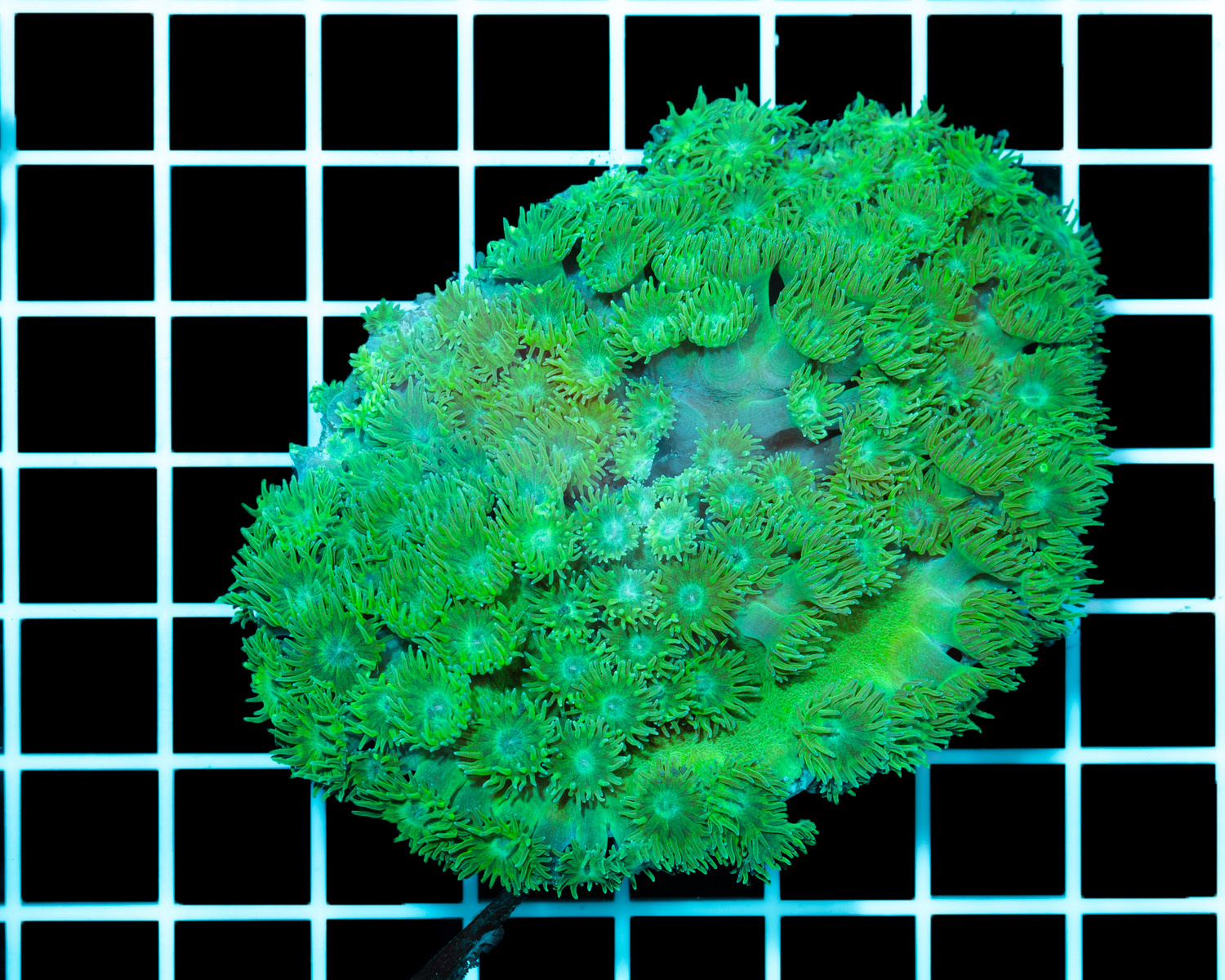 Turbinaria spp. | Sklep eRybka.pl - akwarystyka morska