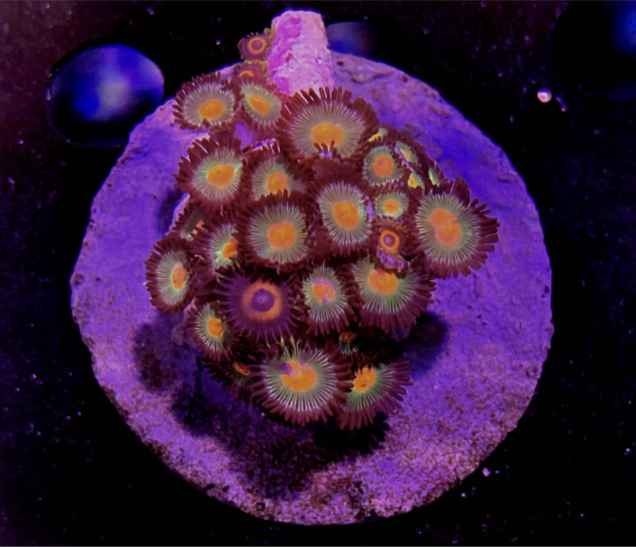 Zoanthus spp. | Sklep eRybka.pl - akwarystyka morska