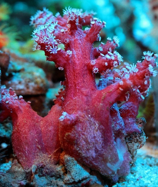 Alcyonium spp. M | Sklep eRybka.pl - akwarystyka morska