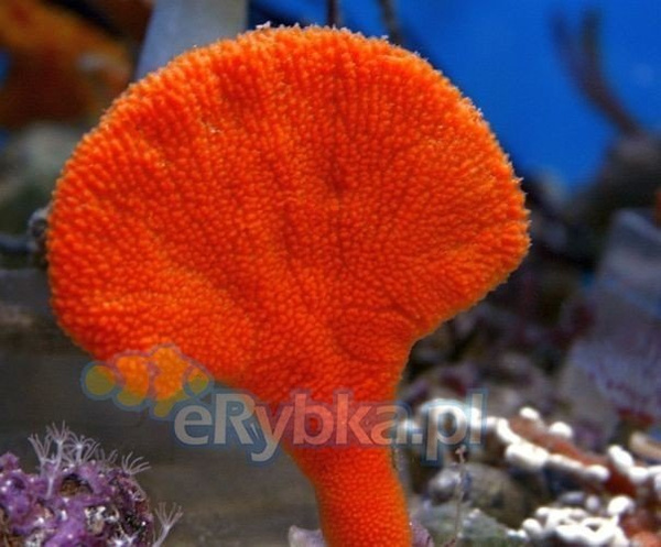 Gąbka Clathria rugosa M | Sklep eRybka.pl - akwarystyka morska